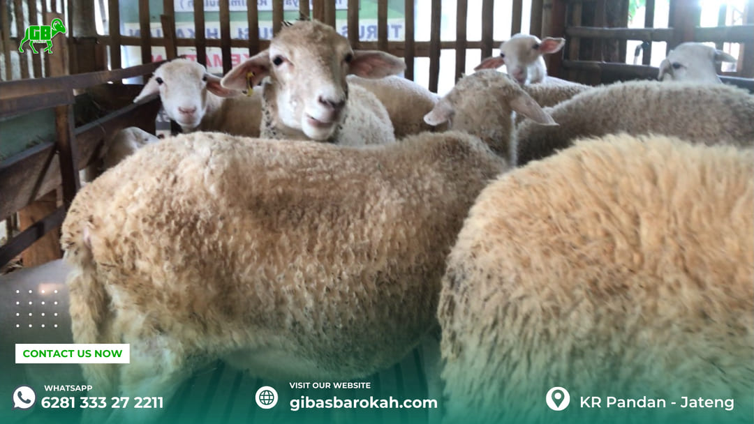 5 Tips Ternak Domba Texel hingga Pemasarannya